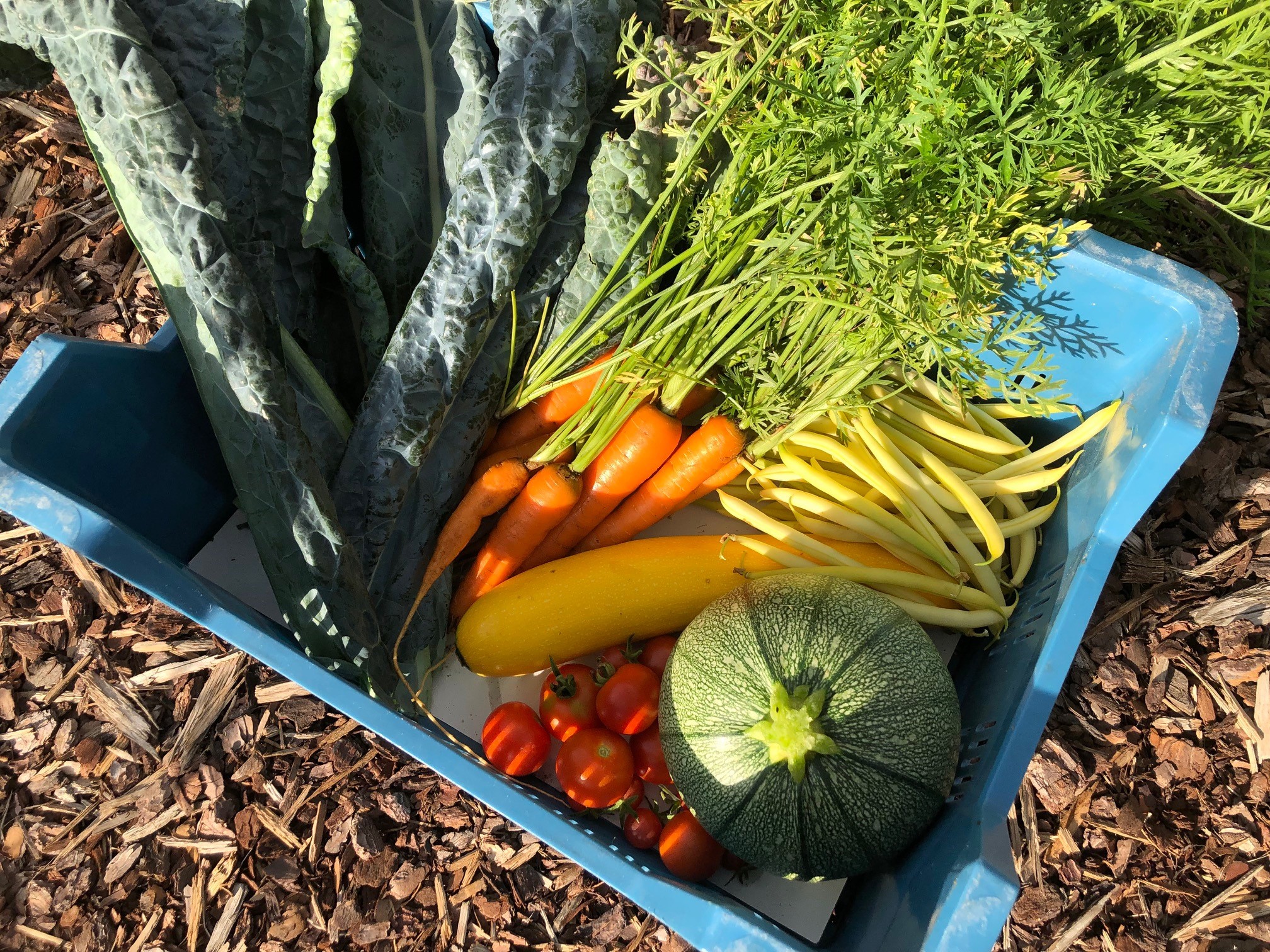 Zelfoogst Tuinderij – Het groene Boord